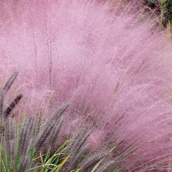 Pink Gulf Muhly Grass 1 Gallon Live Plant - Etsy