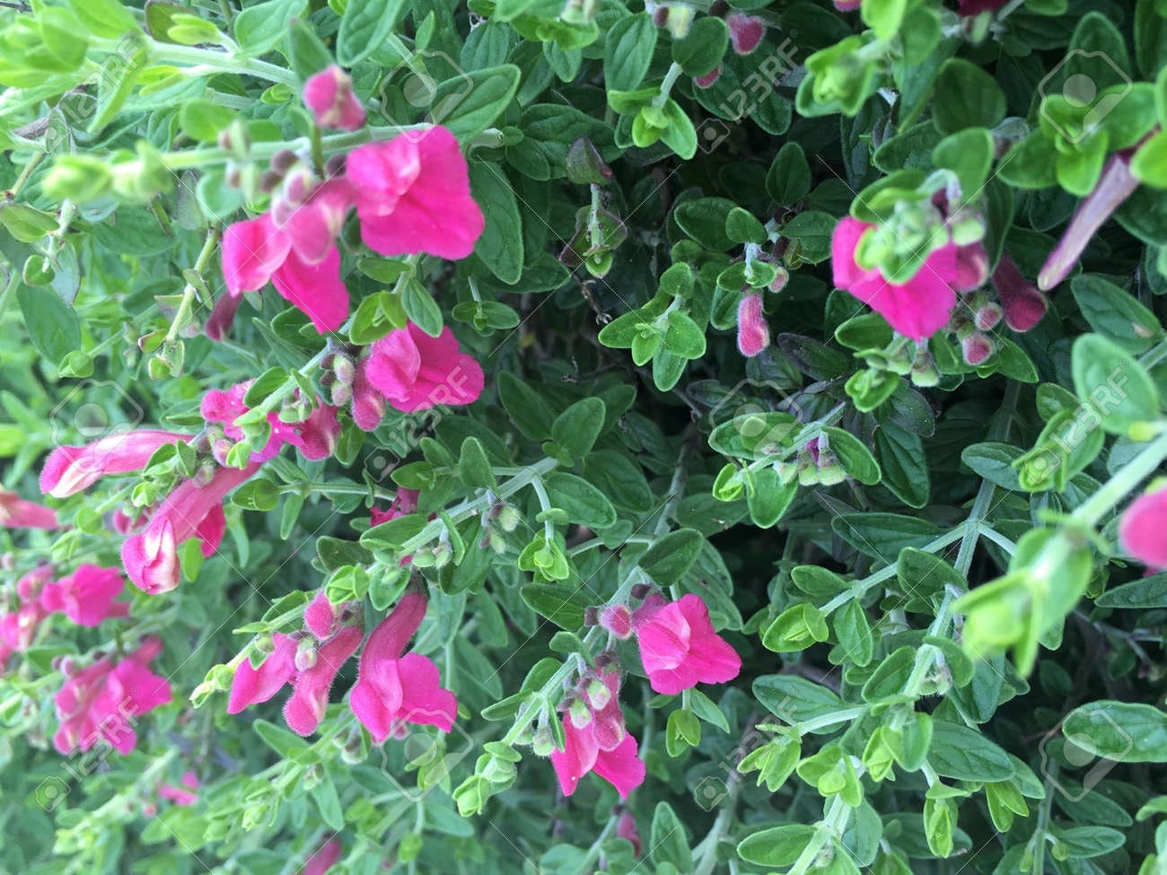 Pink Skullcap, Scutellaria suffrutescens, Live 1 Gallon Plant — MARS ...