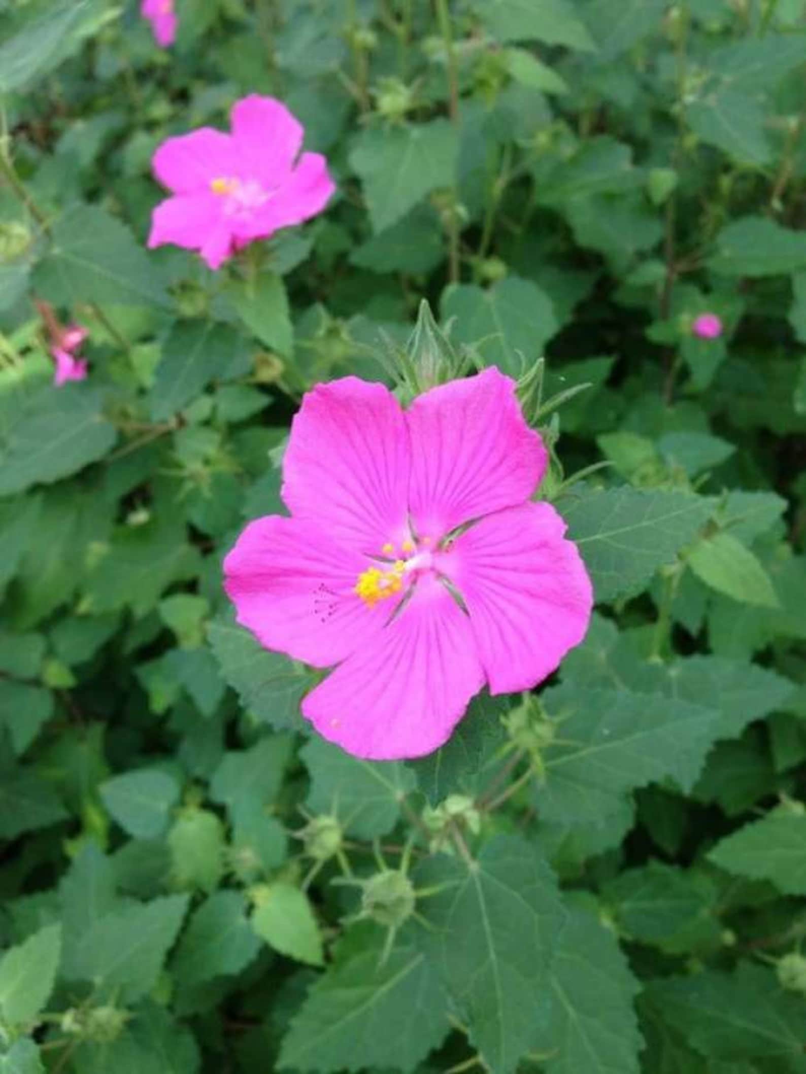 Pavonia, Rock Rose, Mallow 1 Gallon Live Plant - Etsy