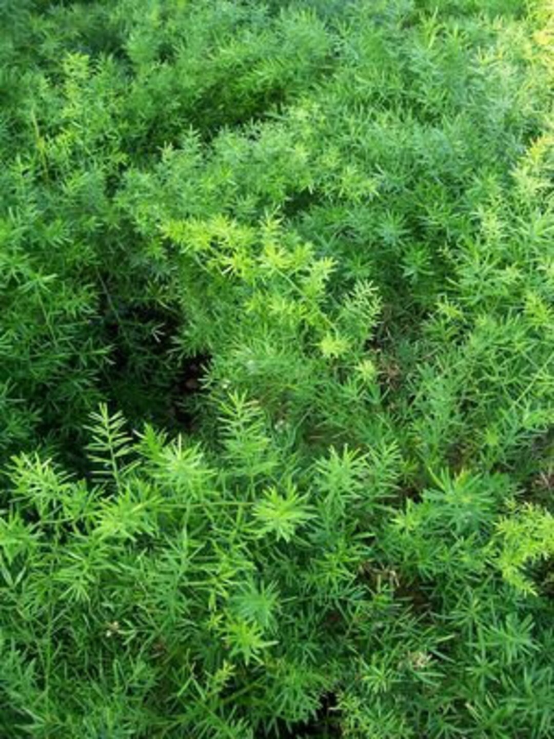 Fern, Sprengeri Live 1 Gallon Plant - Etsy