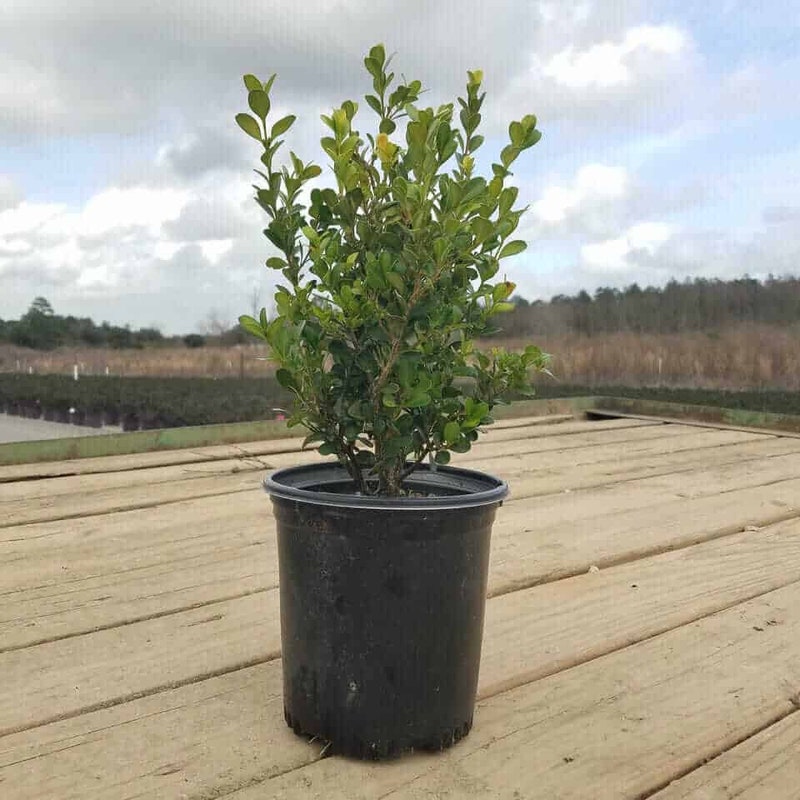 Dwarf Japanese Boxwood Shrub _ Dwarf English Boxwood — Green Acres ...