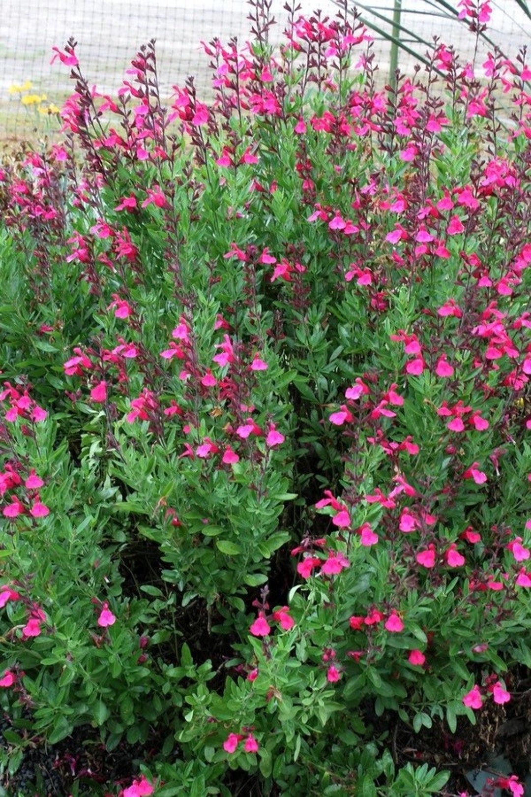 Salvia Greggii Lipstick