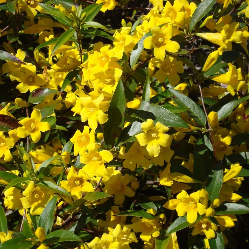 Jasmine Live Plants - Etsy