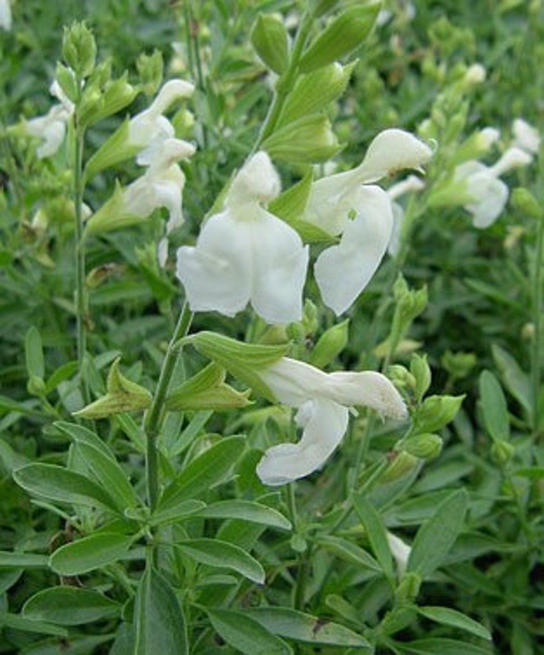 White Salvia Greggi 1 Gallon Live Plant - Etsy