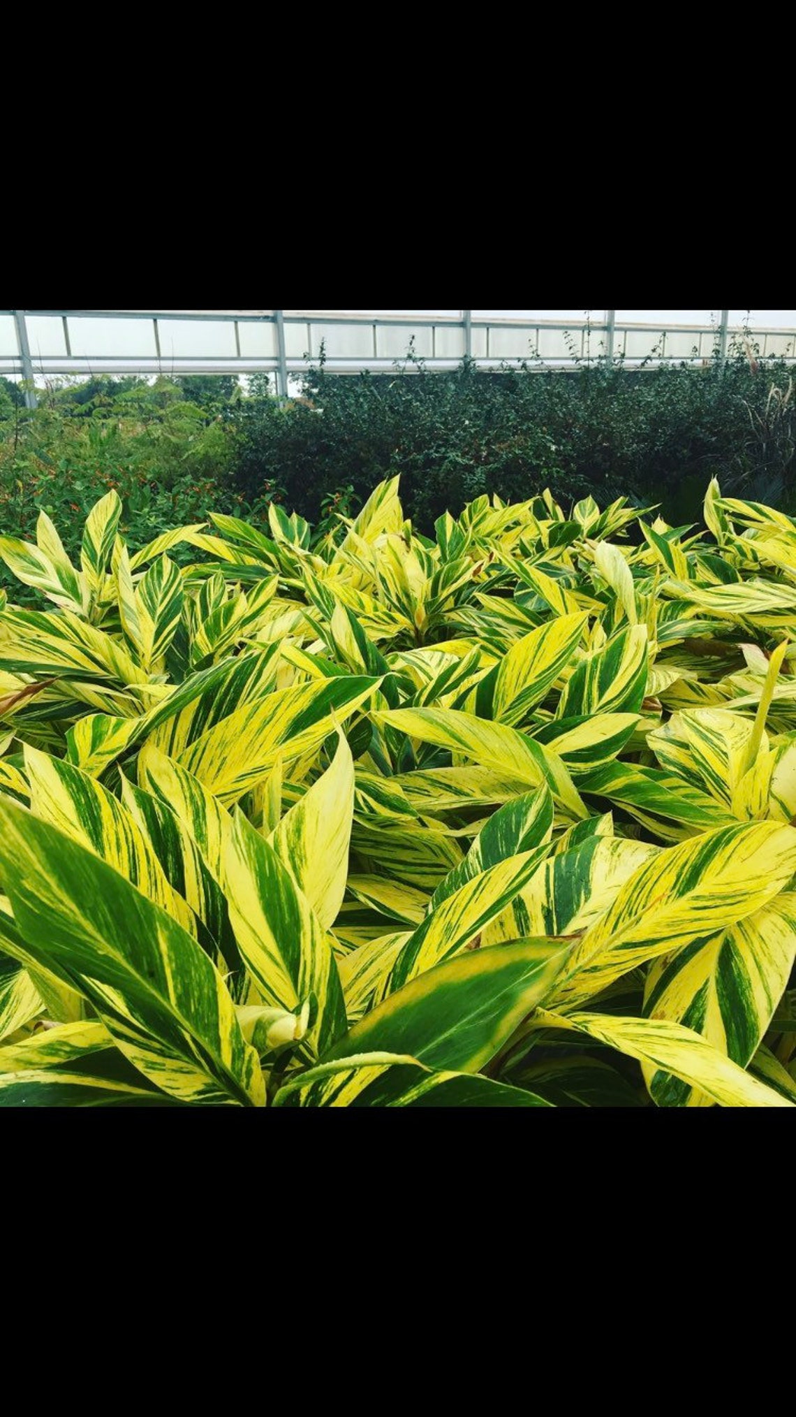 Variegated Ginger Live 1 Gallon Plant | Etsy