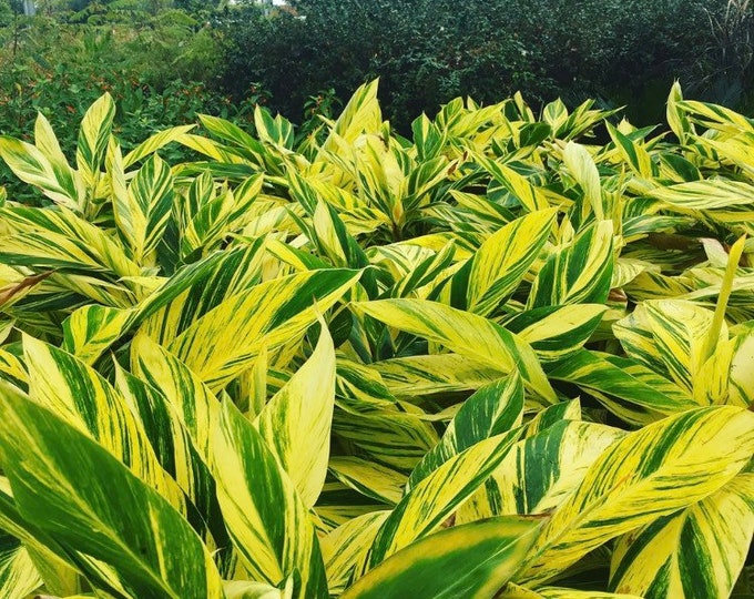 Variegated Spiral Ginger - Costus Arabicus Variegatus - Etsy