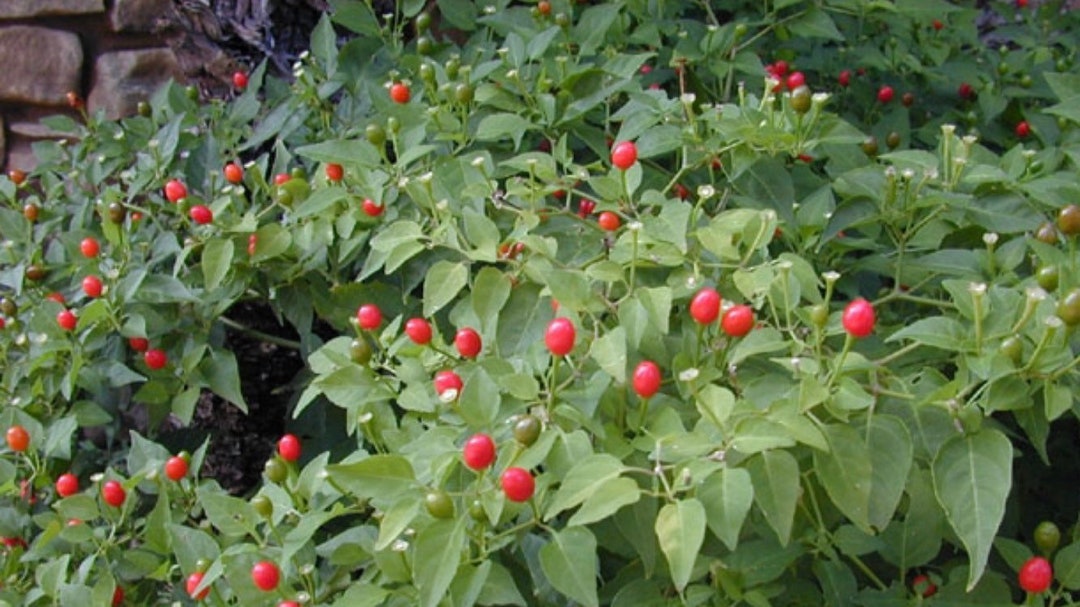 Chile Pequin Live 1 Gallon Plant - Etsy