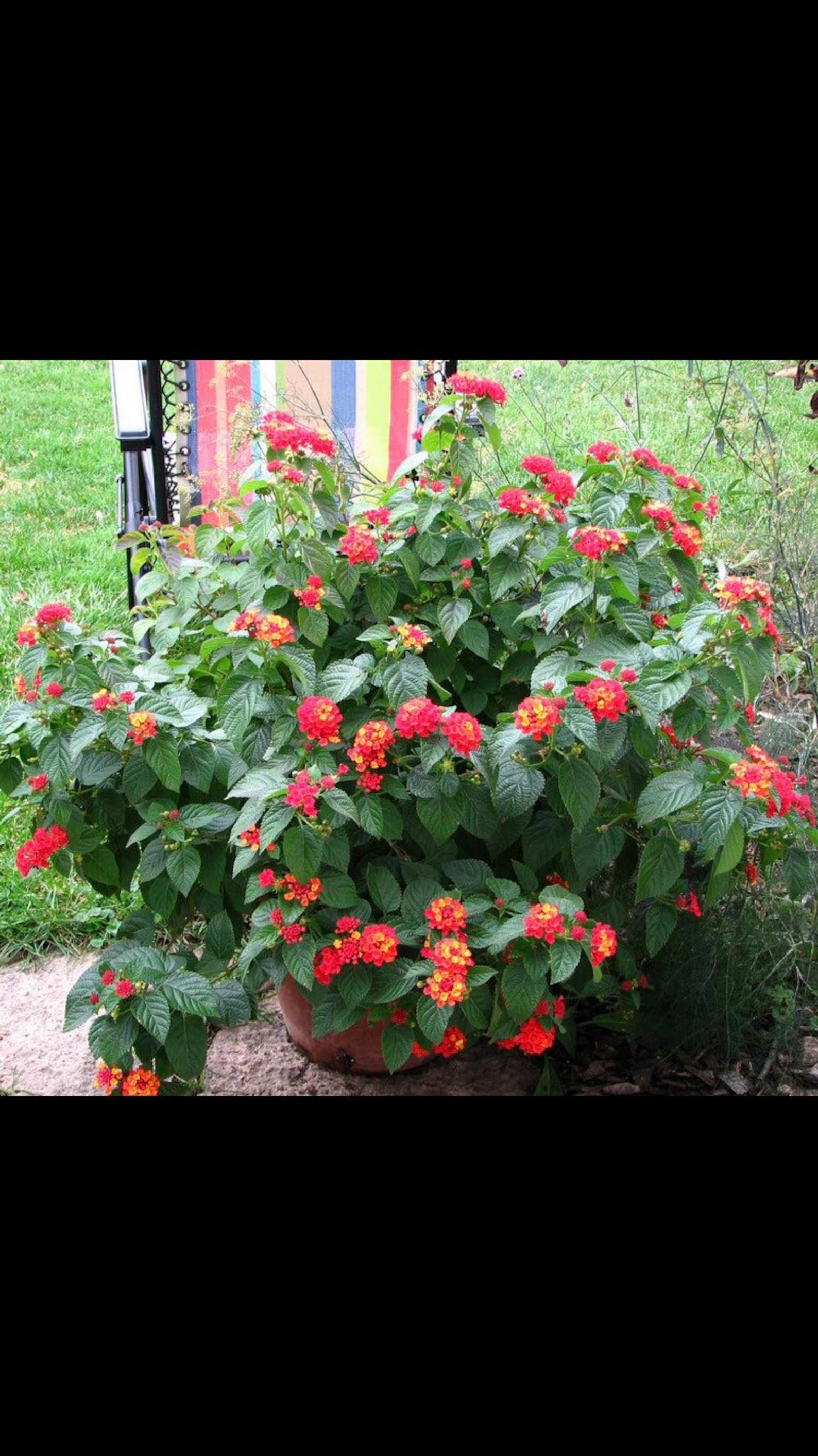 Dallas Red Lantana Live 1 Gallon Plant - Etsy