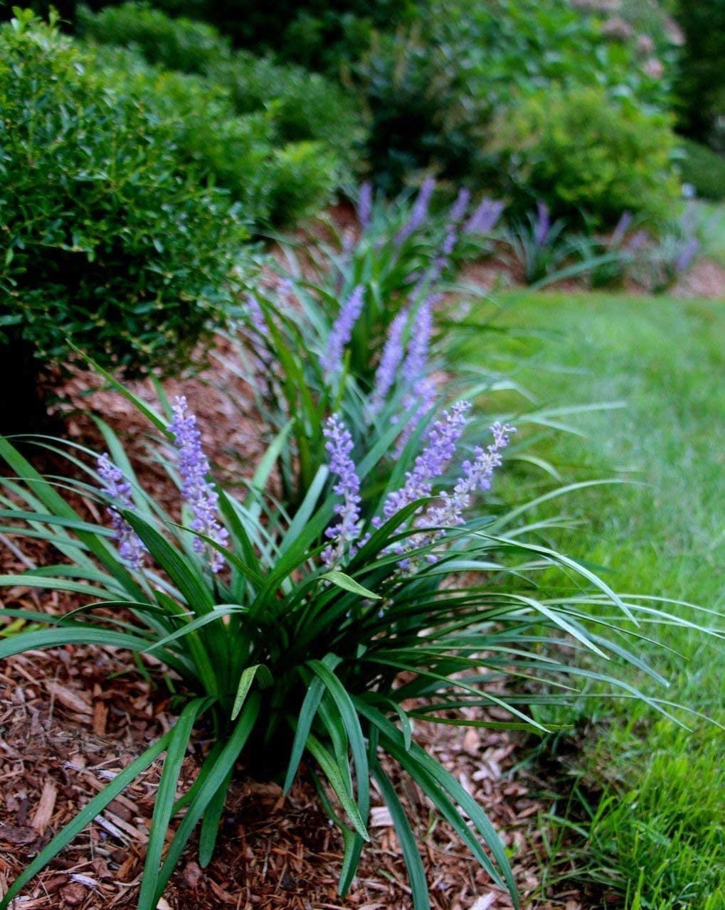 Liriope Muscari Big Blue Live Plant 1 Gallon | Etsy Liriope Muscari Big Blue Live Plant 1 Gallon | Etsy