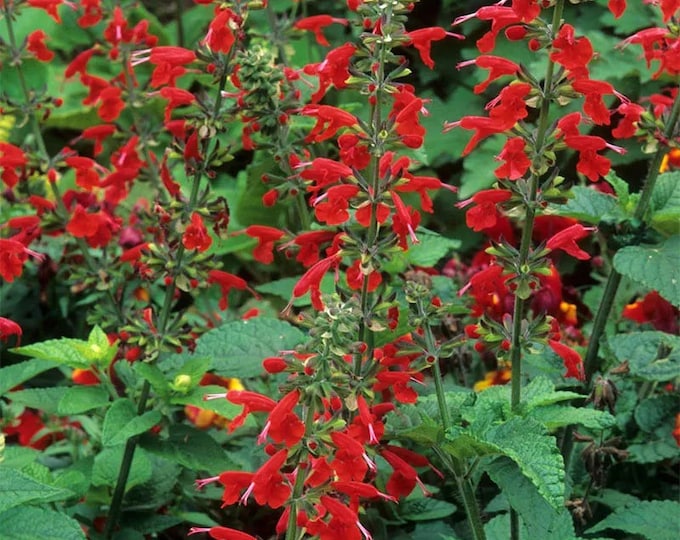 Cedar Sage RARE Texas Native Wildflower Seeds, Salvia Roemeriana. Shade ...