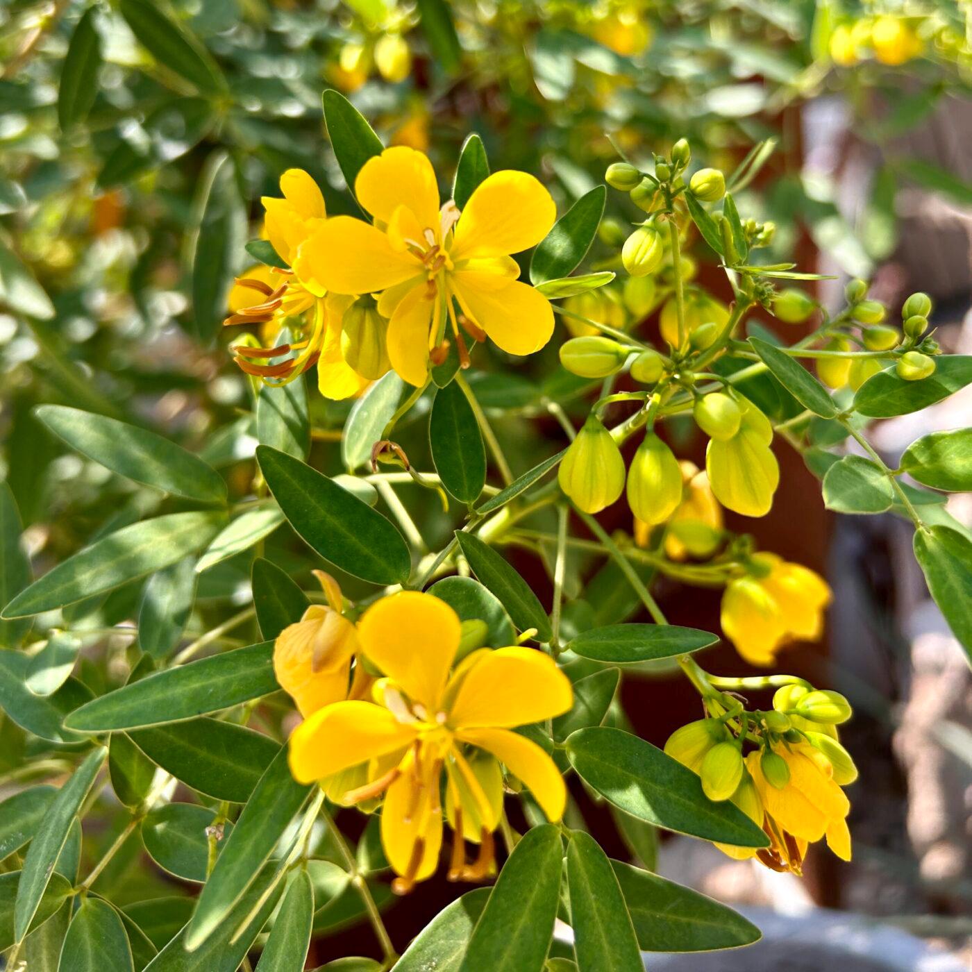 Common Tree Senna, Senna corymbosa, Fully Rooted Live 1 Gallon Plant ...