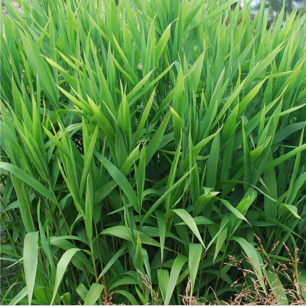 Inland Sea Oats Live 1 Gallon Plant — MARS Gardens