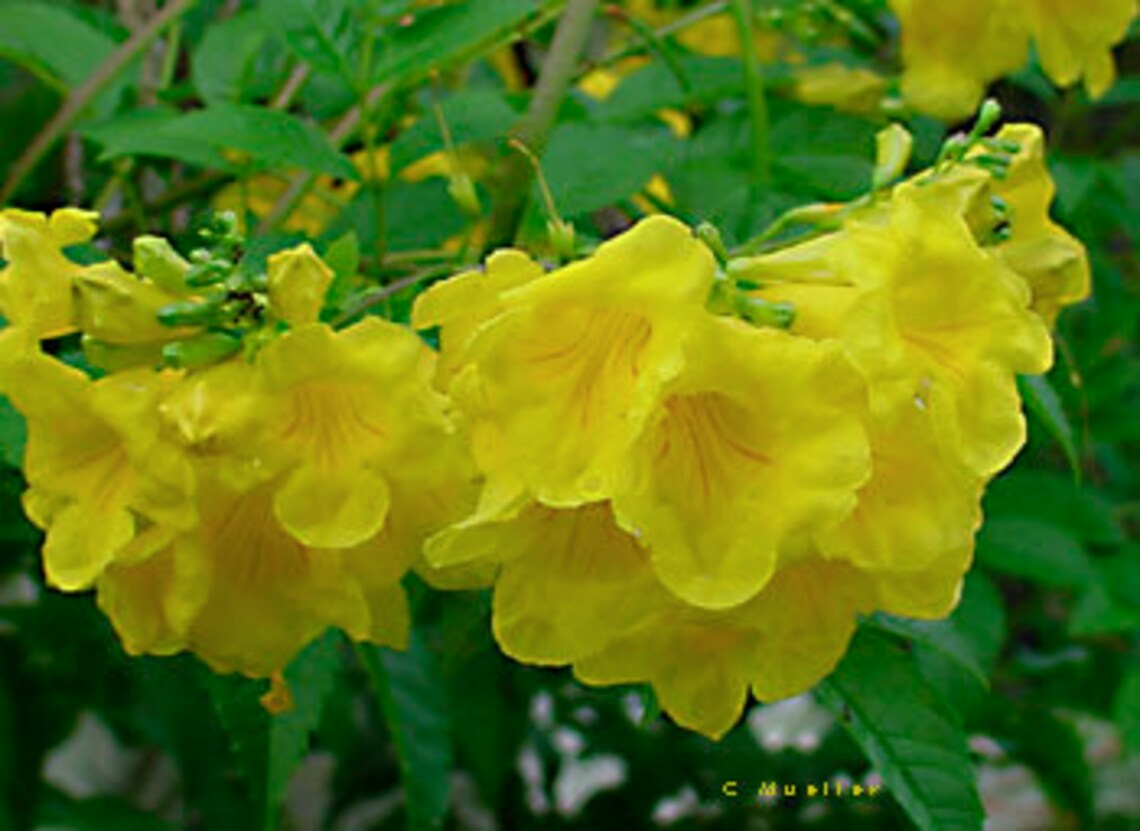 Esperanza 'goldstar' Yellow Bells Live Plant 1 Gallon - Etsy