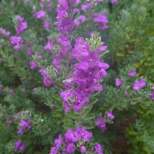 Compact Texas Sage, Leucophyllum Frutescens 'compactum', 1 Gallon Fully ...