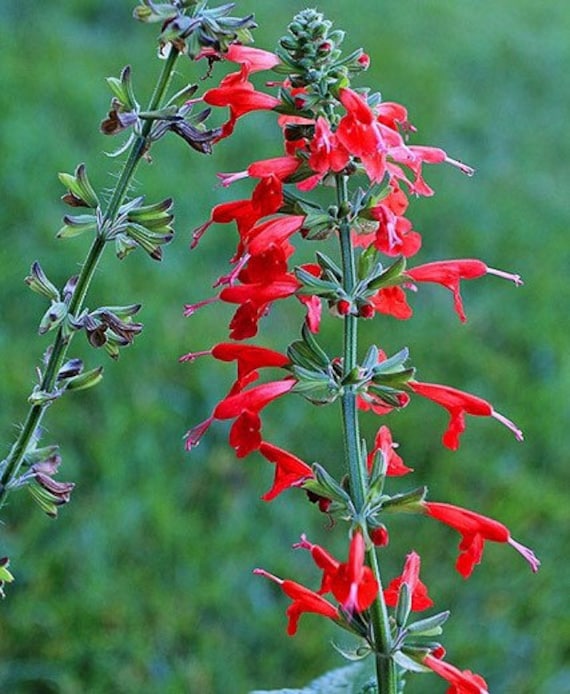 Scarlet Sage 1 Gal Live Plant Salvia Coccinea | Etsy