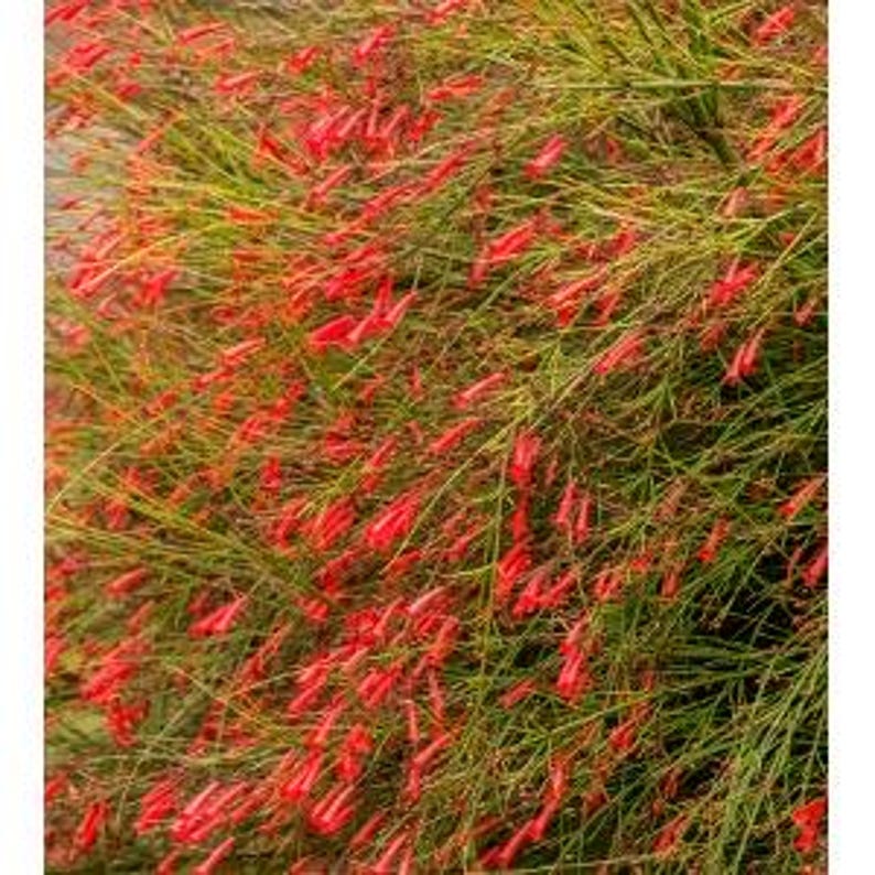 Firecracker Fern Plant: Hummingbird-attracting Tropical Beauty - 1 ...