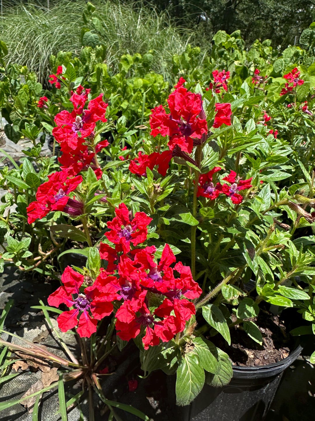 Cuphea, Sweet Talk Red, Live 1 Gallon Plant - Etsy