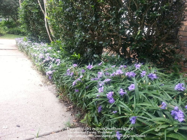 PURPLE Dwarf Mexican Petunia Katie Ruellia Plant Perennial - Etsy