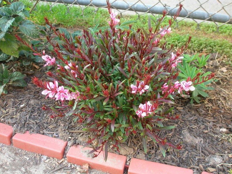Pink Guara, Oenothera Lindheimeri, 1 Gallon Live Plant - Etsy