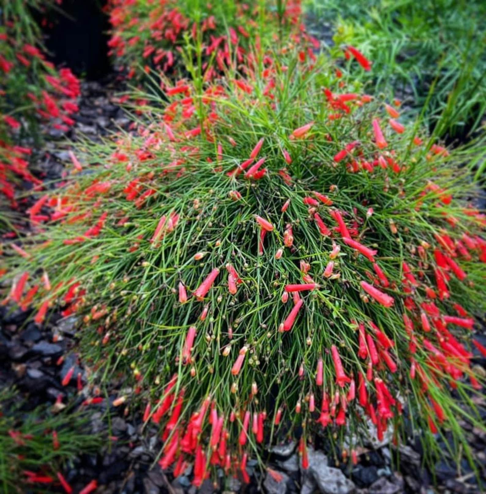 Firecracker Fern Plant: Hummingbird-attracting Tropical Beauty - 1 ...