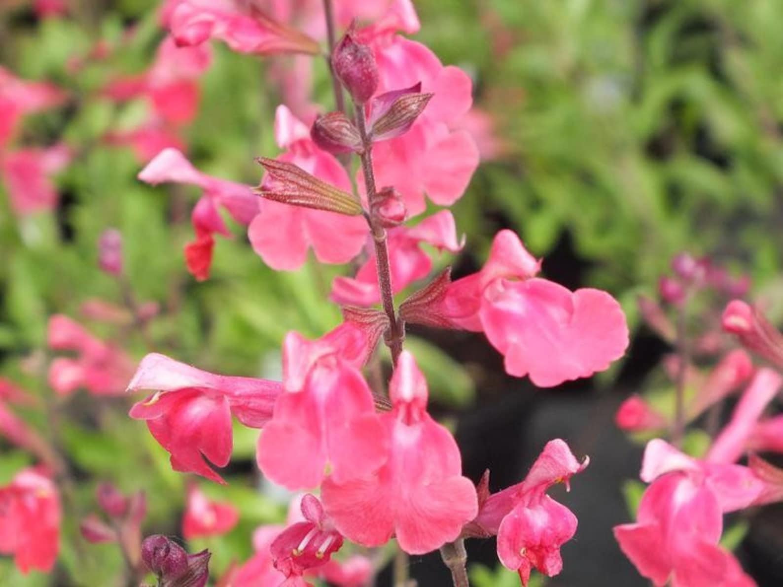 Lipstick Salvia Greggi 1 Gallon Live Plant - Etsy