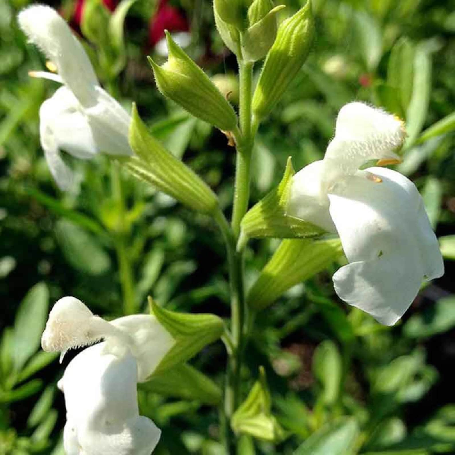 White Salvia Greggi 1 Gallon Live Plant - Etsy