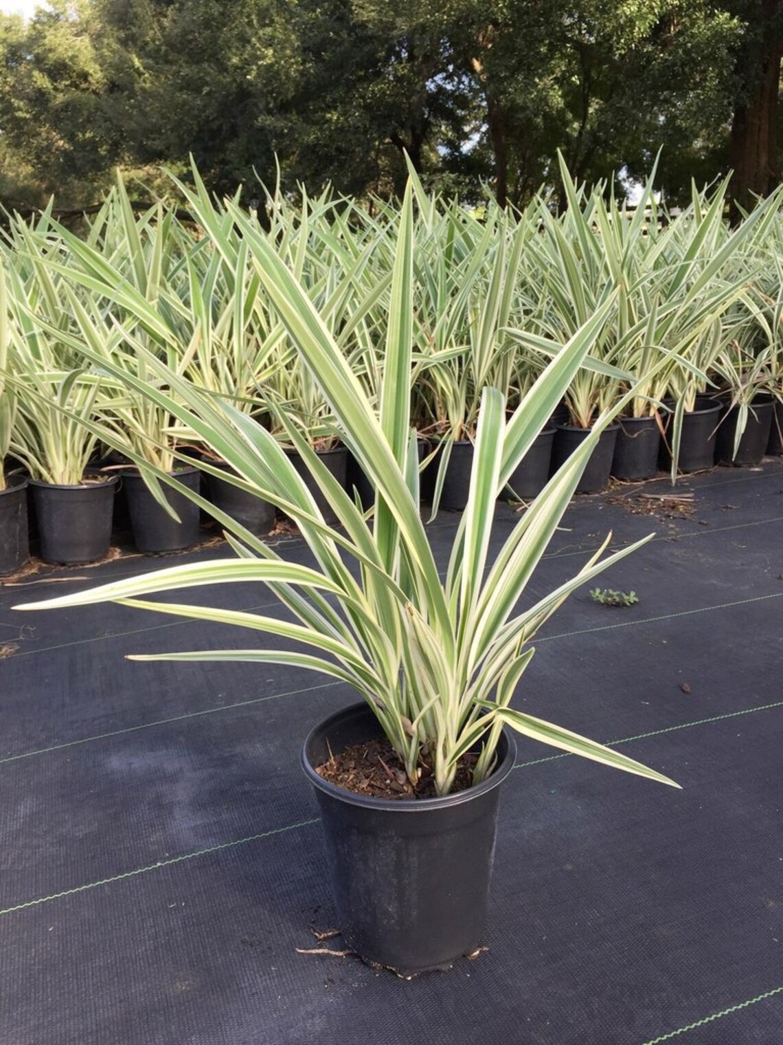 Dianella Flax Lily Live 1 Gallon Plant - Etsy