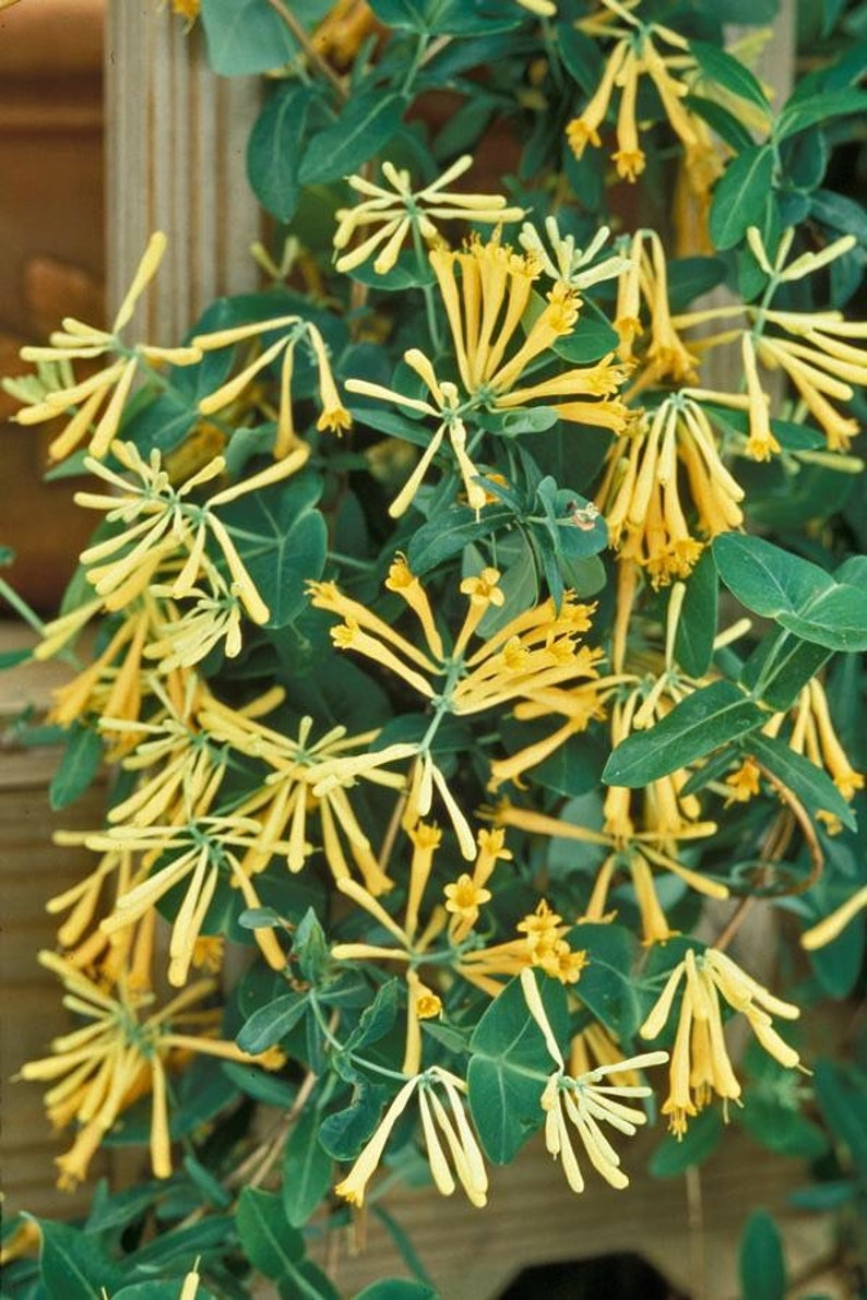 Yellow Honeysuckle, Lonicera Sempervirens Sulphurea, Live 1 Gallon ...