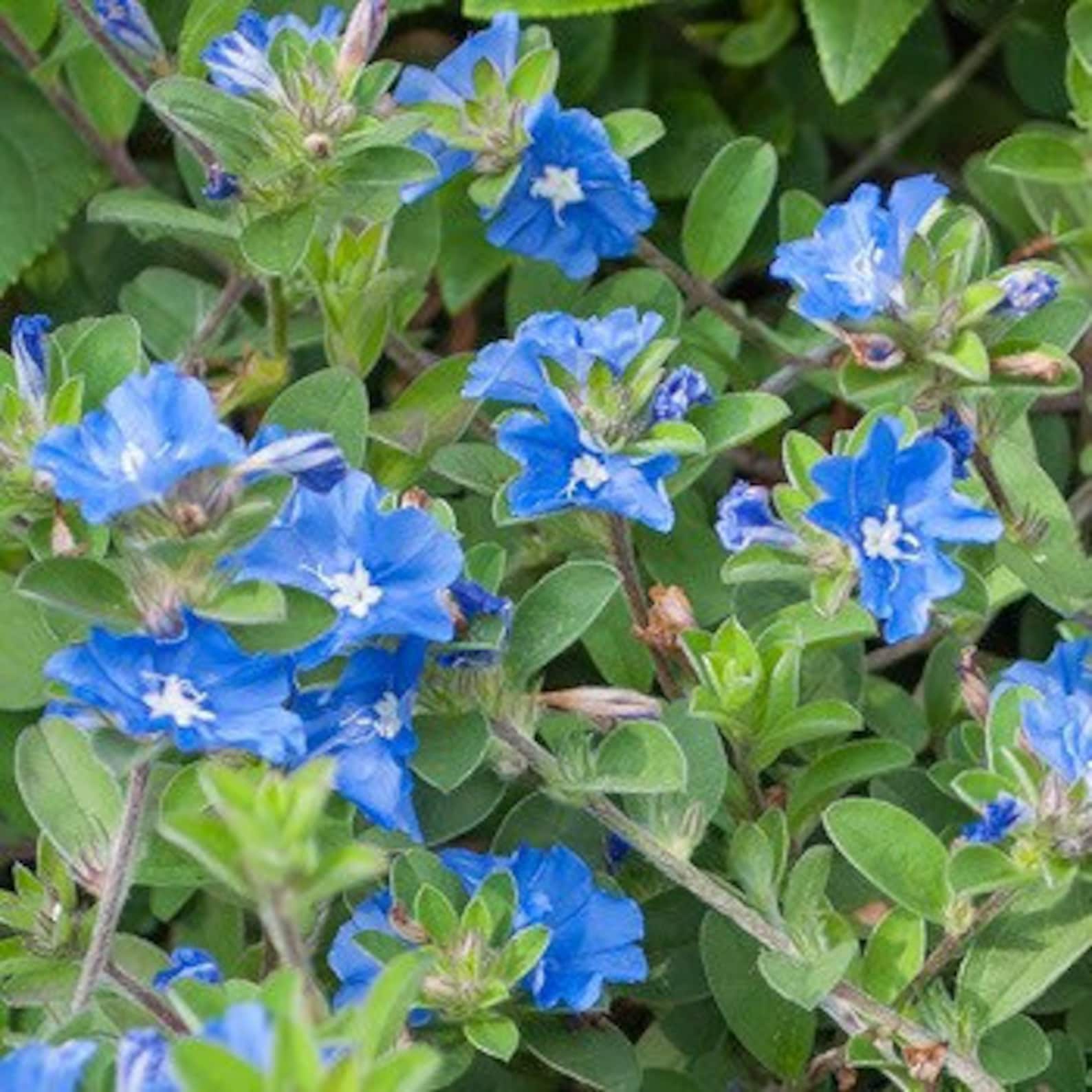 Blue Daze Aka Evolvulus Live Plant 1 Gallon Size | Etsy