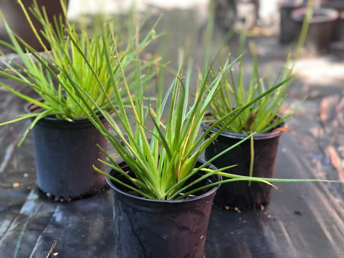 Live Orange Bulbine Plant 1 Gal Size - Etsy