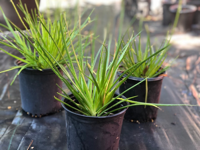 Live Orange Bulbine Plant 1 Gal Size | Etsy
