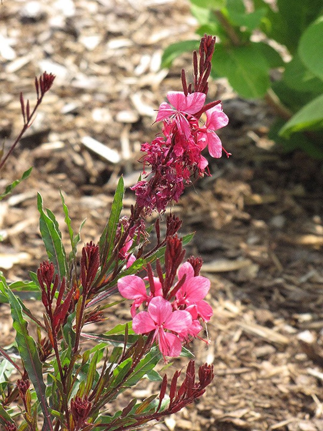 Pink Guara, Oenothera Lindheimeri, 1 Gallon Live Plant - Etsy