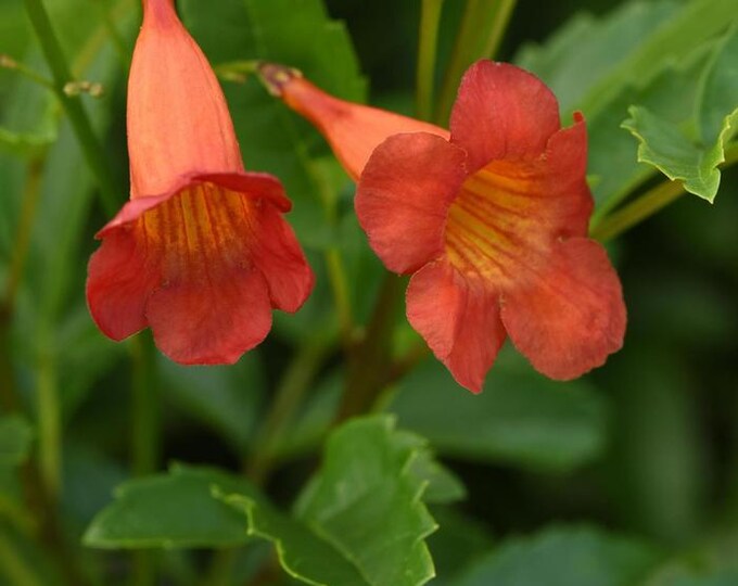 Tecoma X Orange Jubilee 'tecoma Alata' Seeds - Flaming Bells, Orange ...