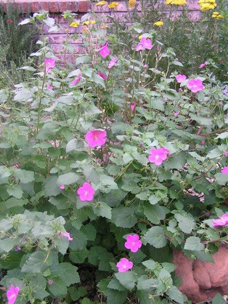 Pavonia, Rock Rose, Mallow 1 Gallon Live Plant - Etsy
