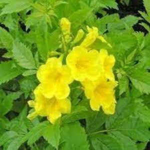 Esperanza 'goldstar' Yellow Bells Live Plant 1 Gallon Tecoma Stans - Etsy