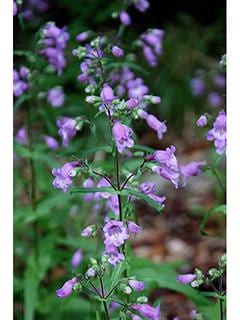 Brazos Penstemon, Penstemon tenuis, 1 Gallon, Fully Rooted Live Plant ...