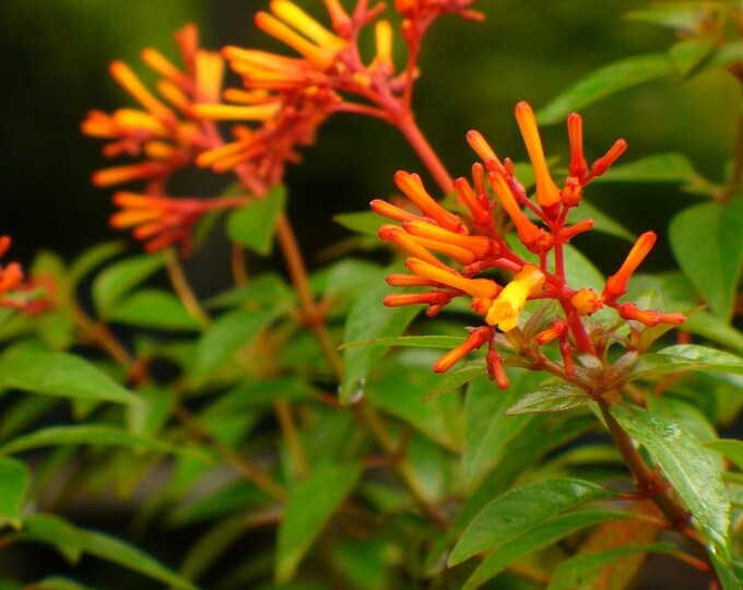 Mexican Firebush Compacta Live Plant 1 Gallon - Etsy