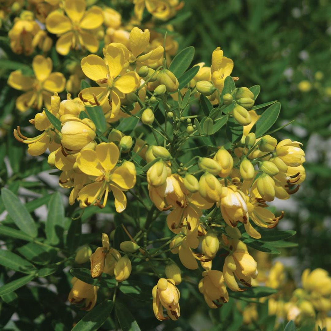 Common Tree Senna, Senna Corymbosa, Fully Rooted Live 1 Gallon Plant - Etsy