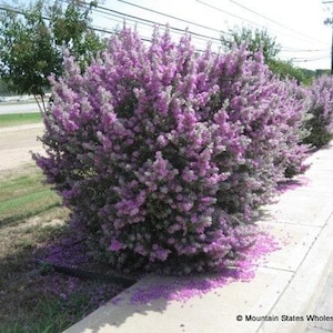 Compact Texas Sage, Leucophyllum Frutescens 'compactum', 1 Gallon Fully ...