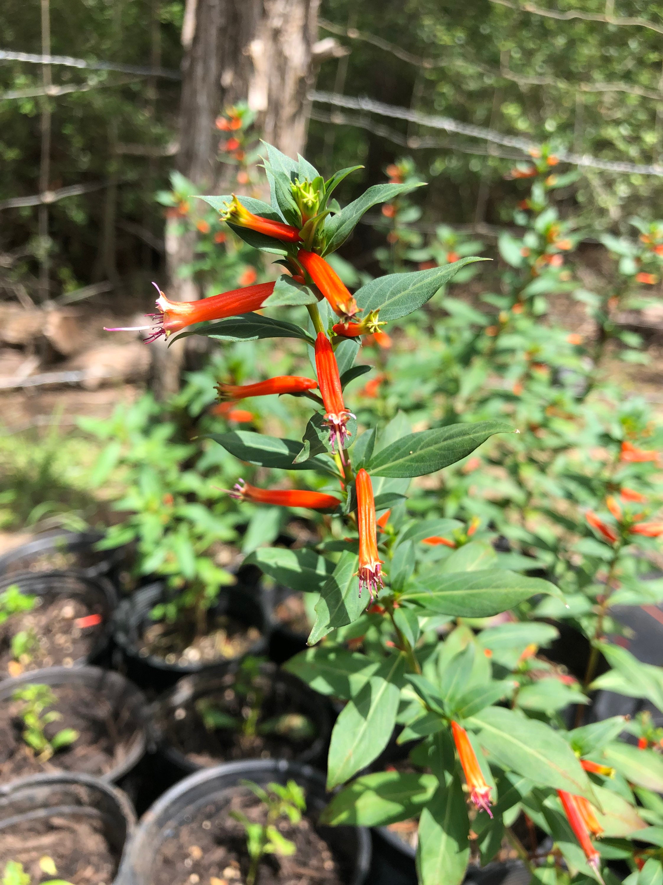 Cigar Plant aka David Verity Cuphea, Lythraceae, Firecracker Plant 1 ...