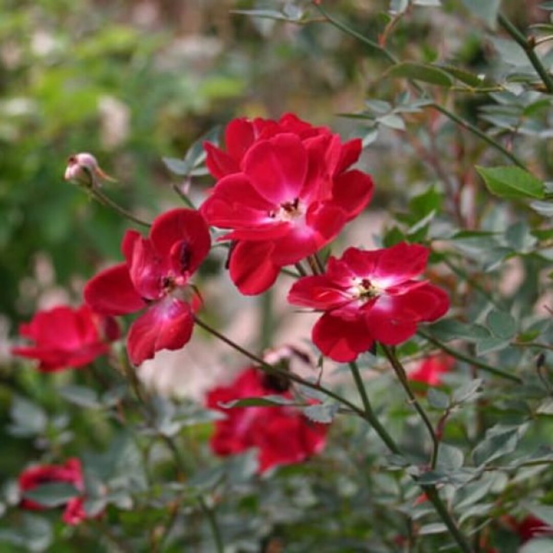 Martha Gonzales Rose 1 Gallon Live Plant - Etsy