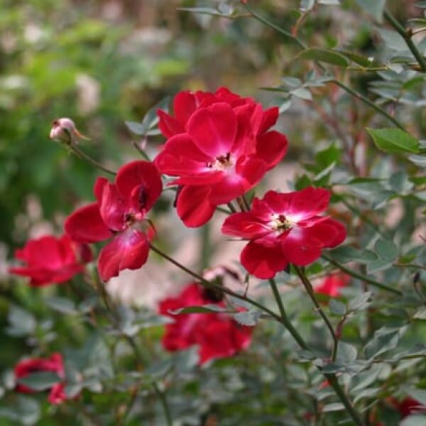 Martha Gonzales Rose 1 Gallon Live Plant - Etsy