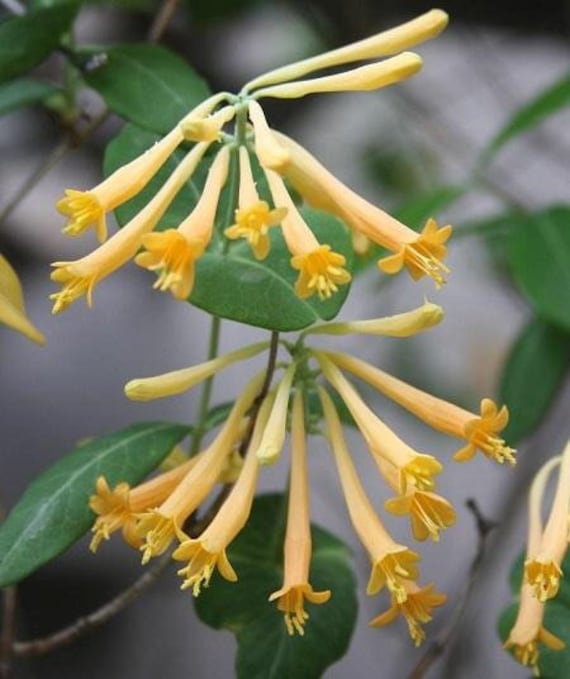 Yellow Honeysuckle Lonicera Flava – Yellow Honeysuckle – 3 Quart