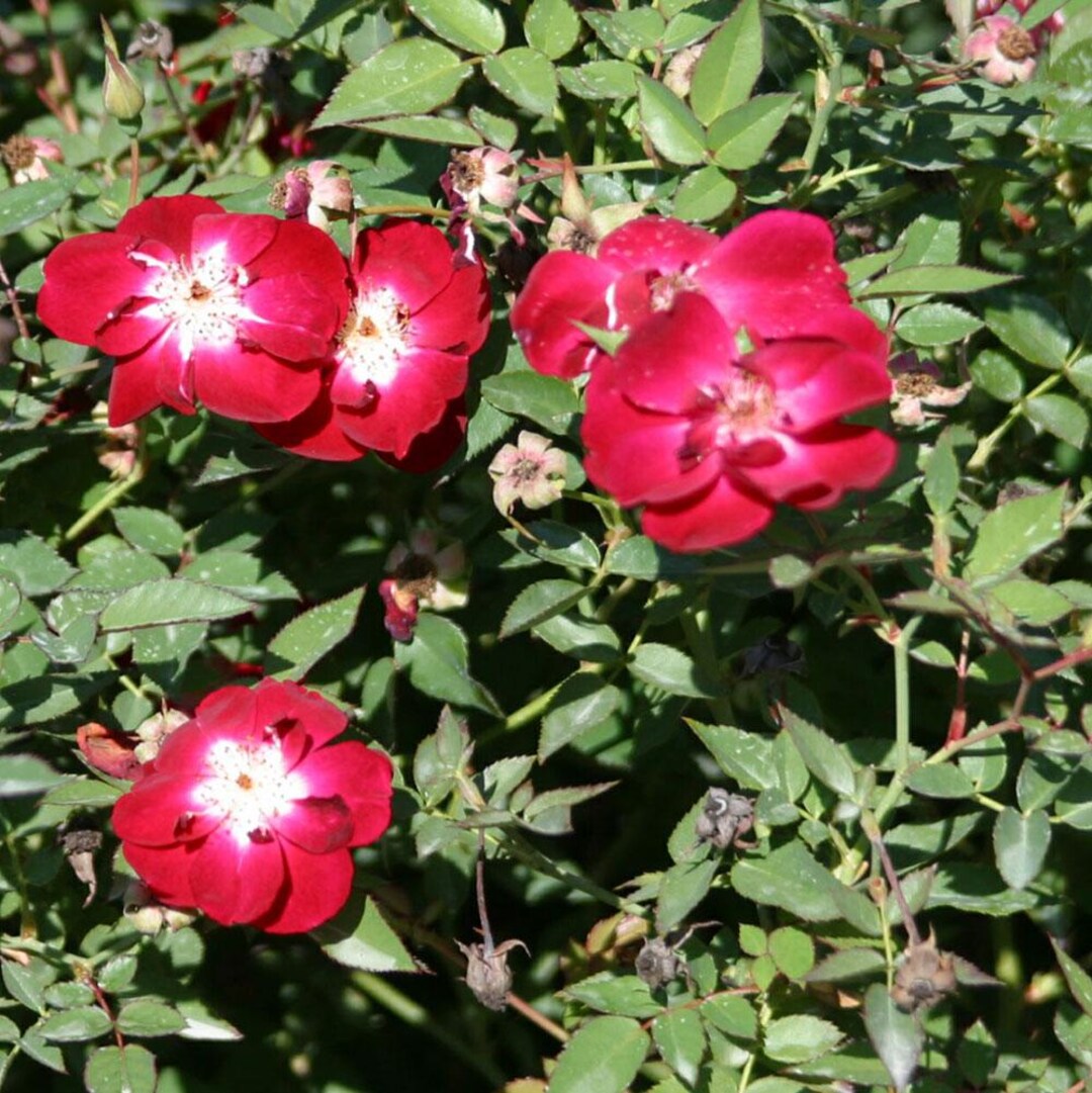 Martha Gonzales Rose 1 Gallon Live Plant - Etsy