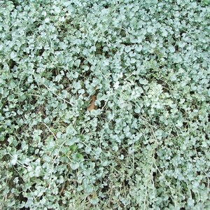 Silver Ponyfoot Dichondra Live 1 Gallon Plant - Etsy