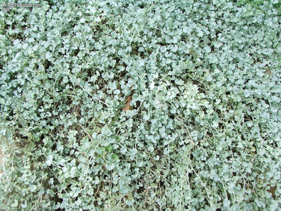Silver Ponyfoot Dichondra Live 1 Gallon Plant - Etsy