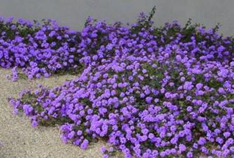 Purple Trailing Lantana Live 4in Size Plant - Etsy