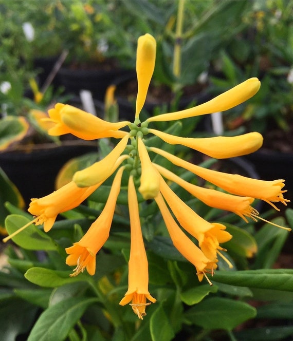 Yellow Honeysuckle Lonicera Sempervirens Sulphurea Live 1 | Etsy