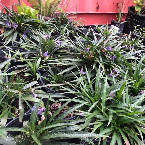 PURPLE Dwarf Mexican Petunia Katie Ruellia Plant Perennial - Etsy