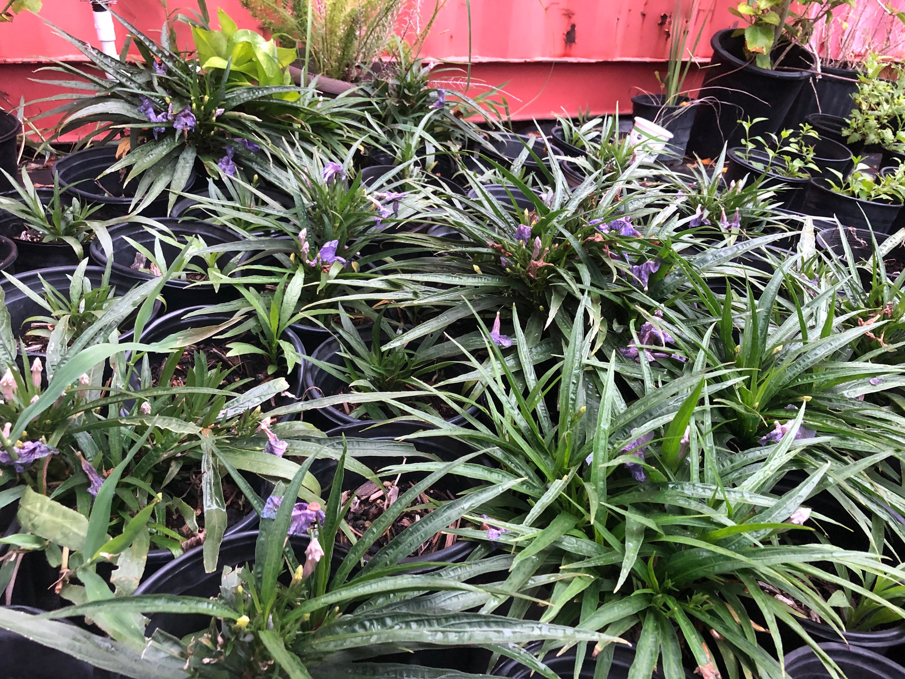 PURPLE Dwarf Mexican Petunia Katie Ruellia Plant Perennial | Etsy
